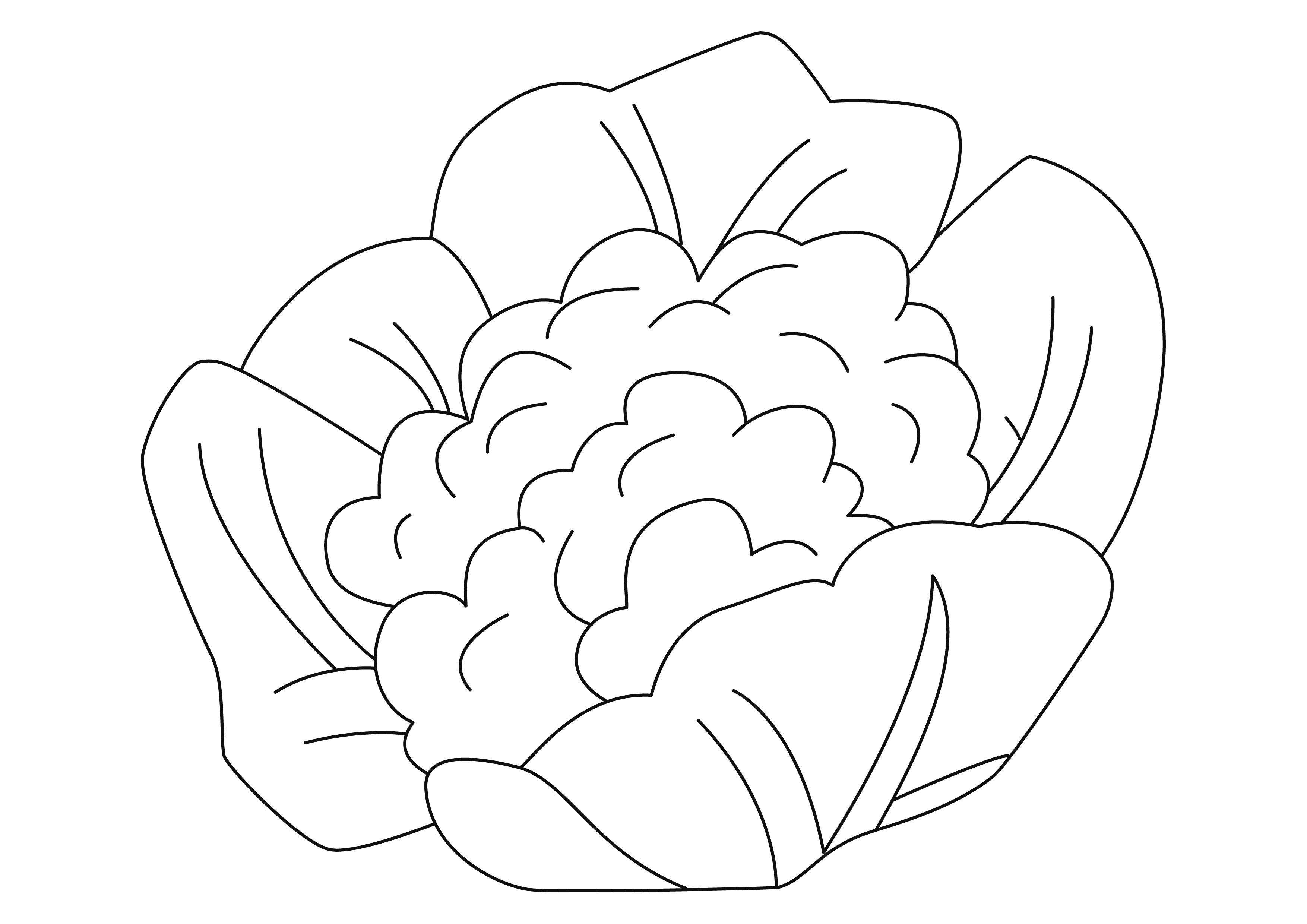 Coloriage à imprimer - Coloriages fleurs, fruits et légumes : Chou ...