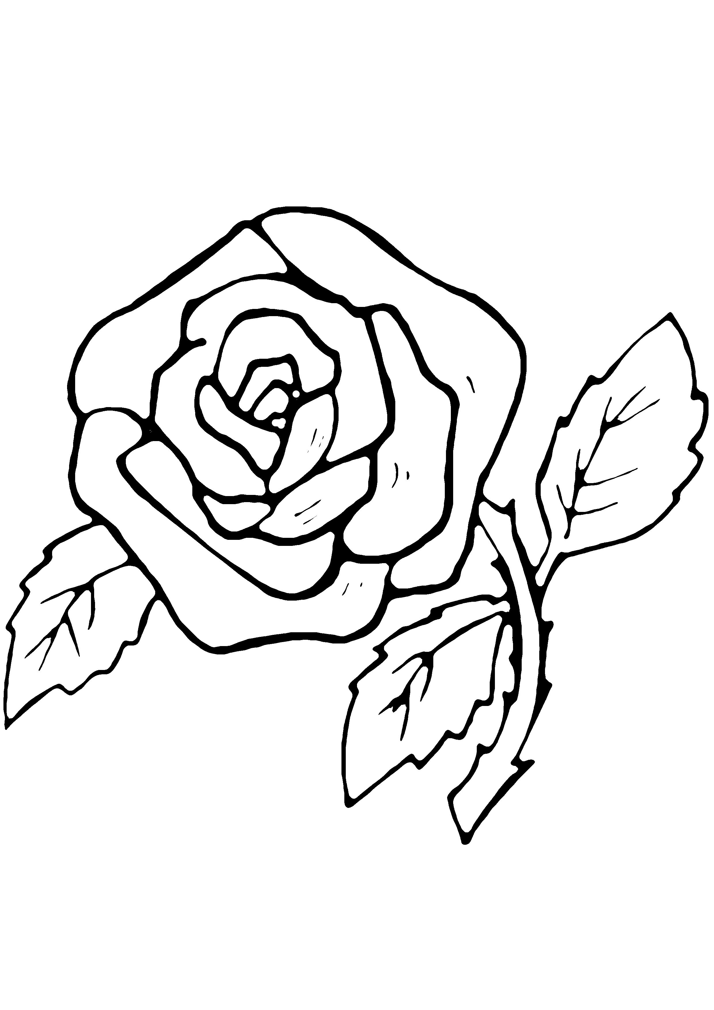 Coloriage à imprimer : - Coloriages fleurs, fruits et légumes : Rose 07 ...
